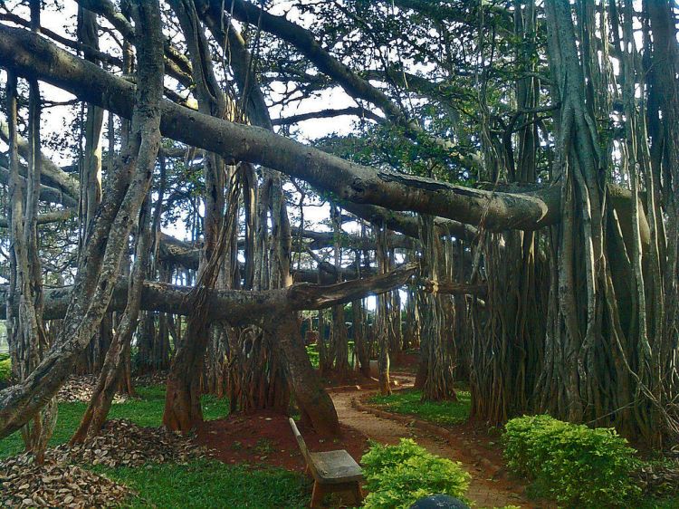 I Was Born of the Seed From a Banyan Tree – Memee's Musings